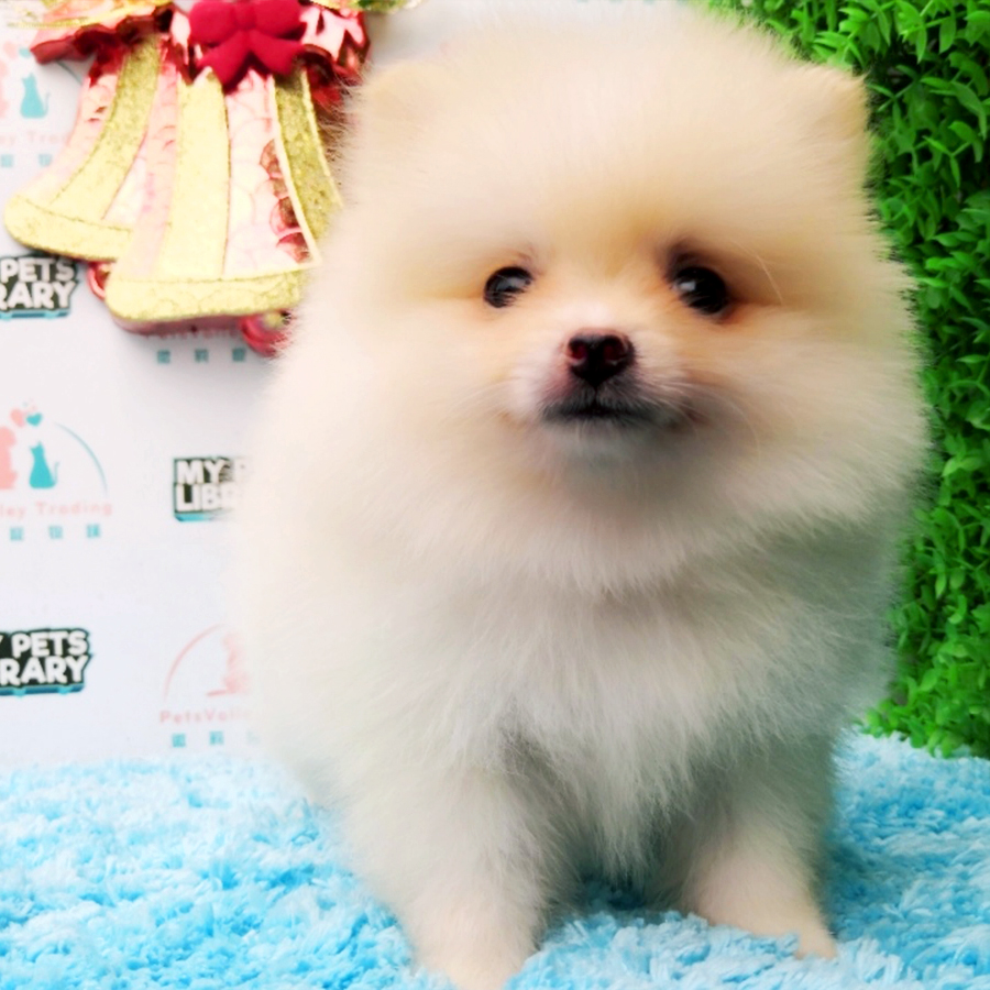 Pomeranian