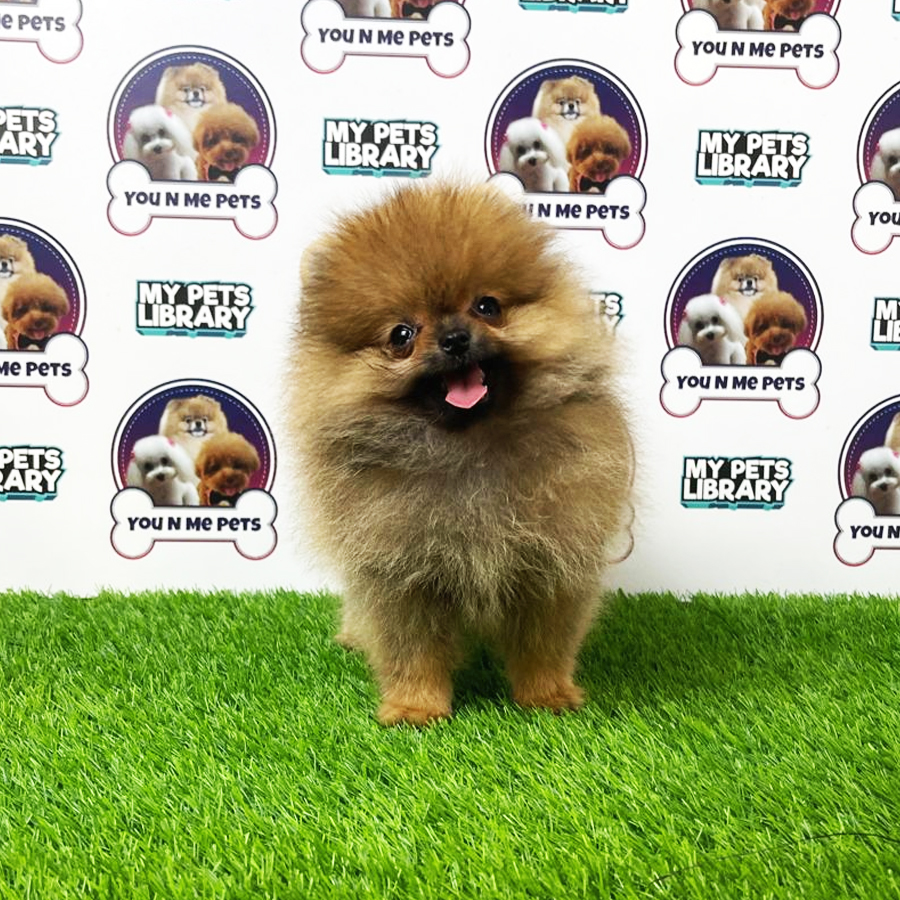 Pomeranian - Tiny