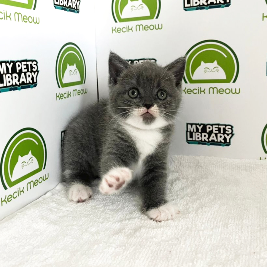 MypetsLibrary - Mypetslibrary