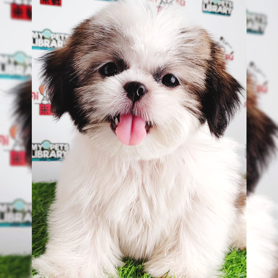 MypetsLibrary - Mypetslibrary