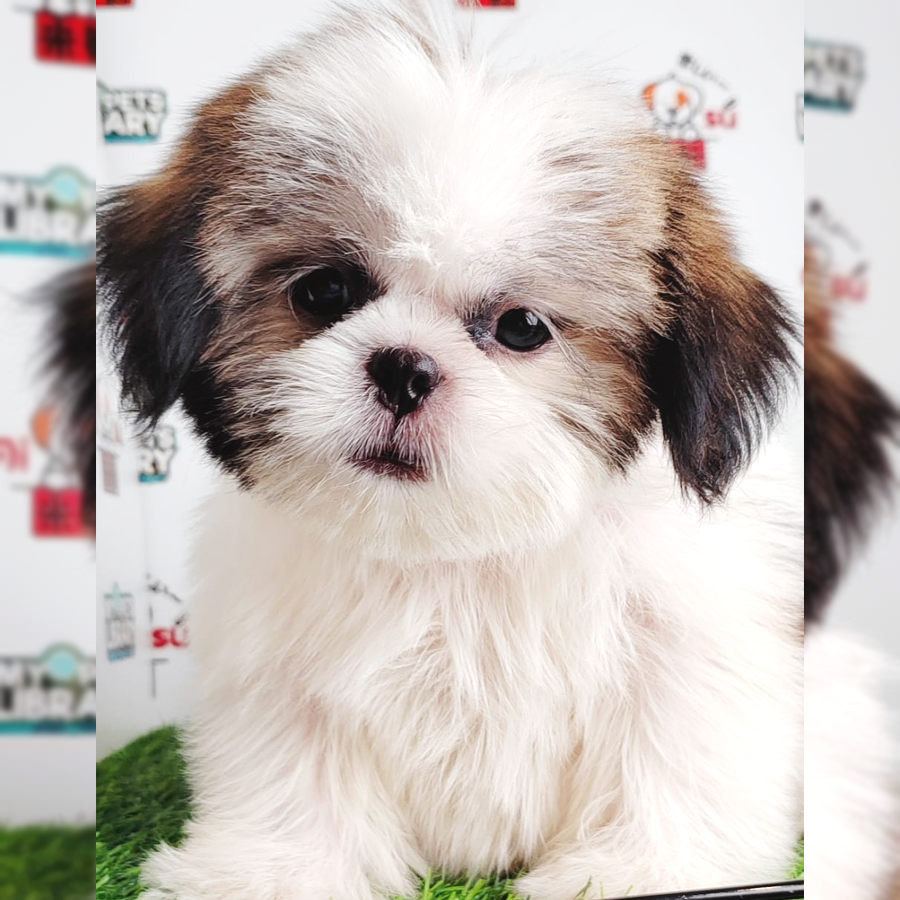 MypetsLibrary - Mypetslibrary