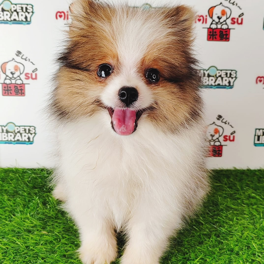 MypetsLibrary - Mypetslibrary