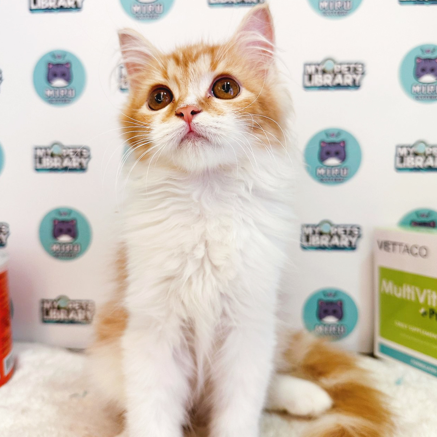 Turkish Angora Persian