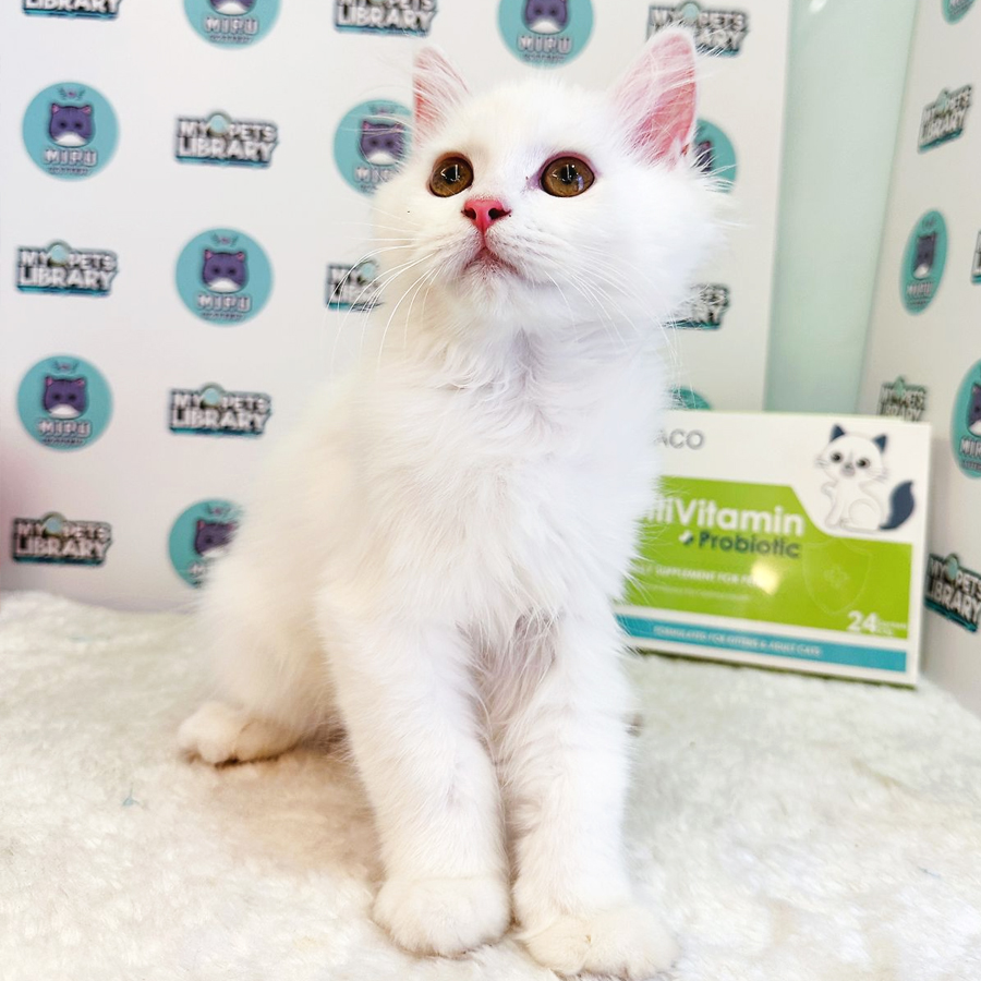 Turkish Angora Persian