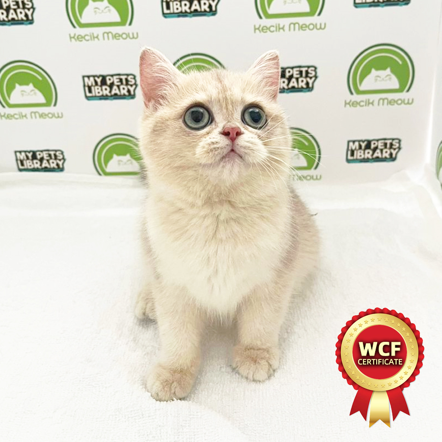 MypetsLibrary - Mypetslibrary