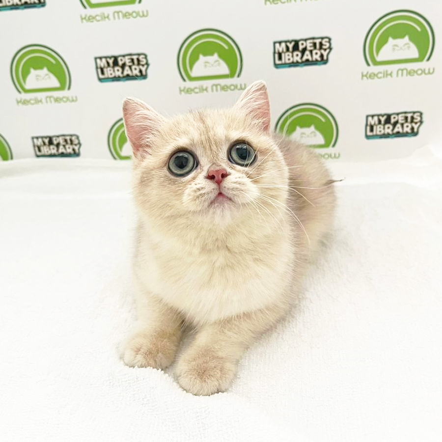 MypetsLibrary - Mypetslibrary