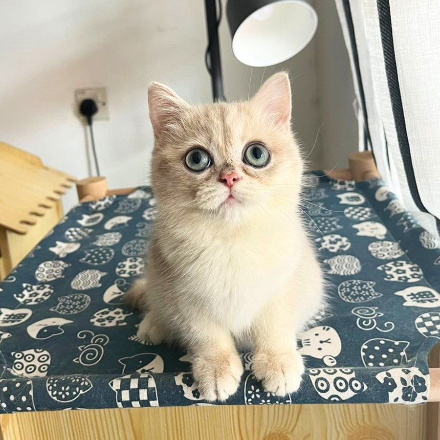 MypetsLibrary - Mypetslibrary