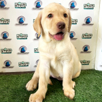 MypetsLibrary - Mypetslibrary