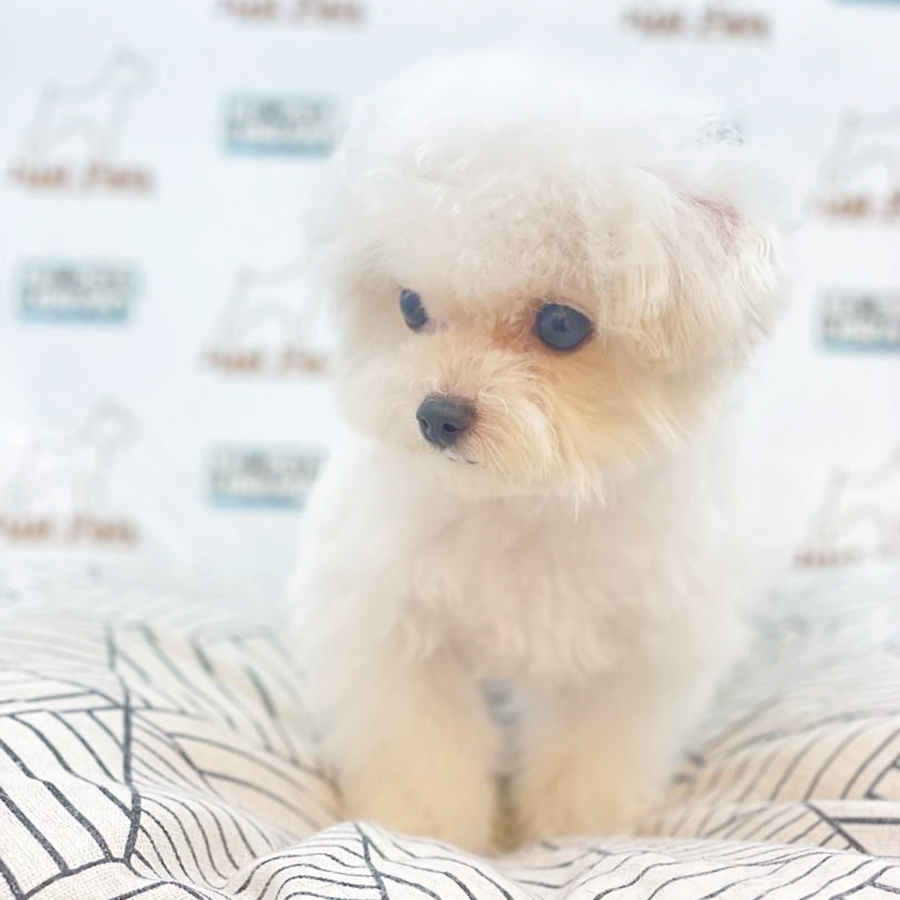 MypetsLibrary - Mypetslibrary