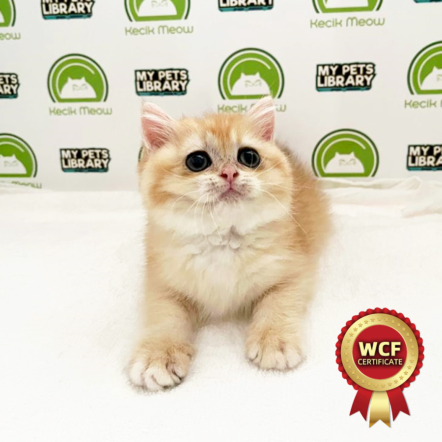 British Shorthair For Sale - British Short Hair Kitten Price