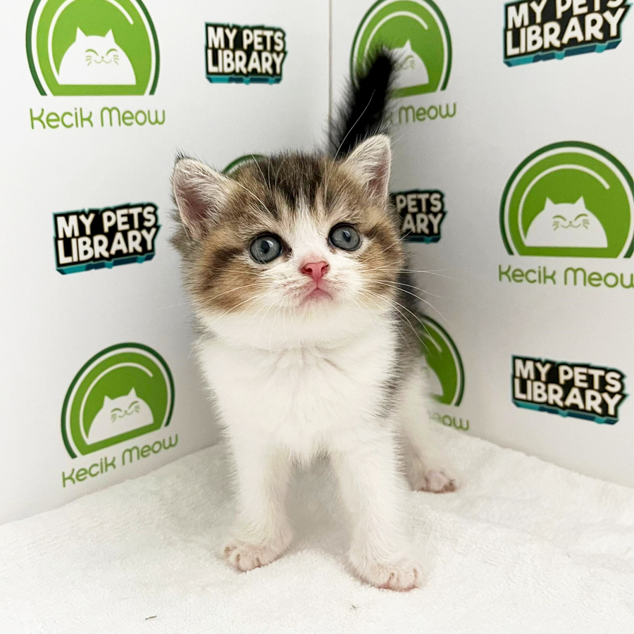 British Shorthair For Sale - British Short Hair Kitten Price