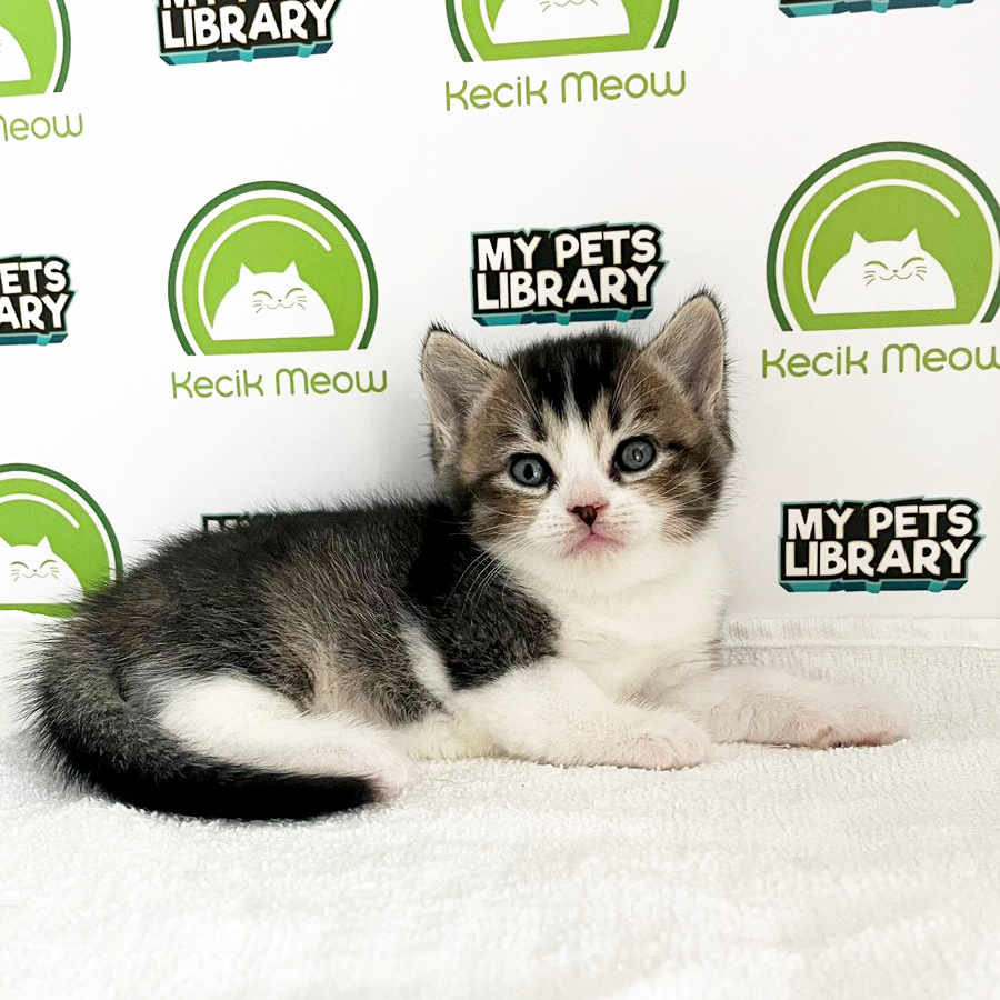 British Shorthair For Sale - British Short Hair Kitten Price