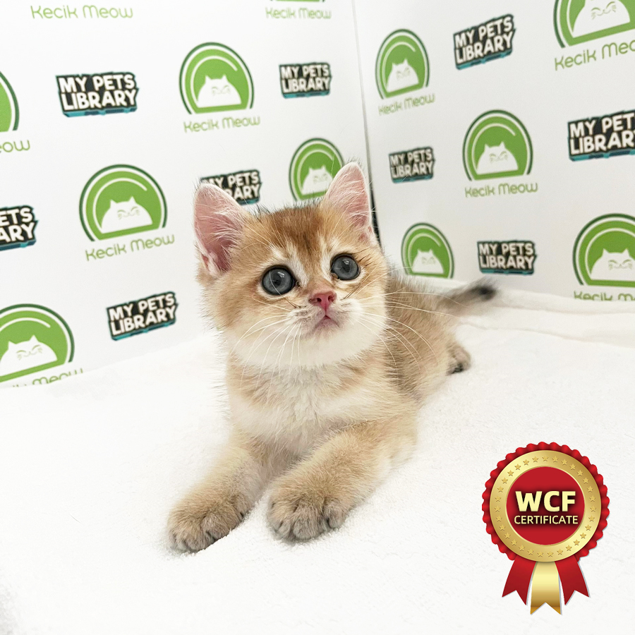 MypetsLibrary - Mypetslibrary