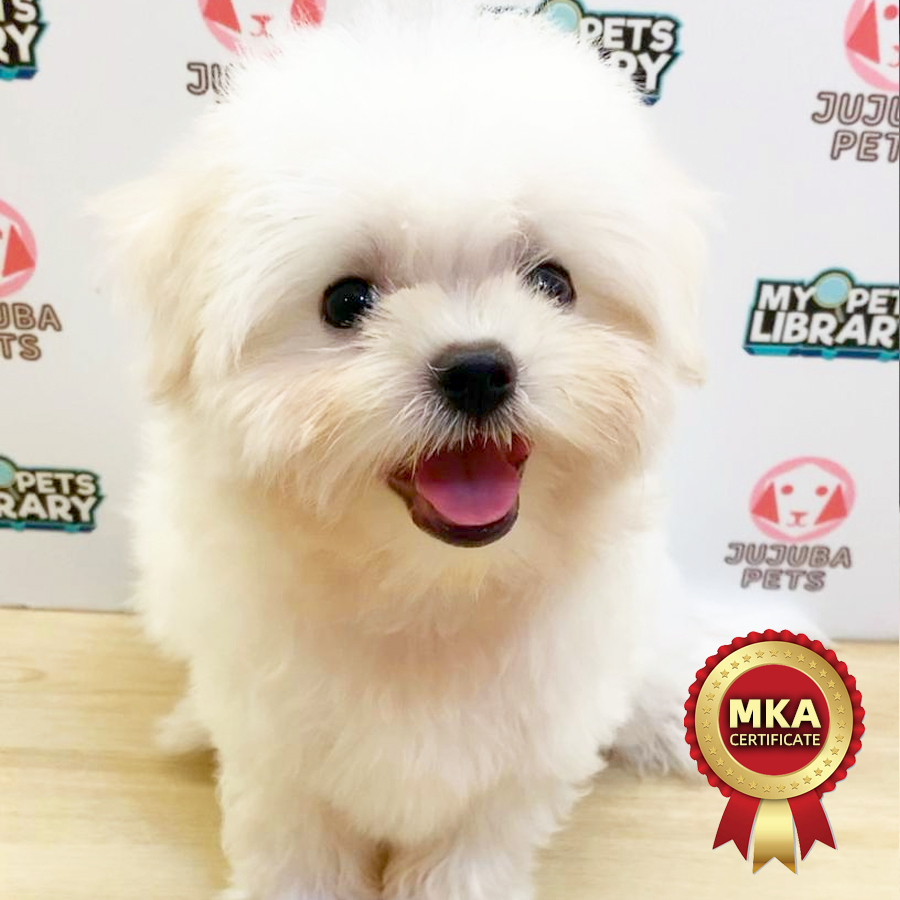 MKA Tiny Pomeranian Puppy