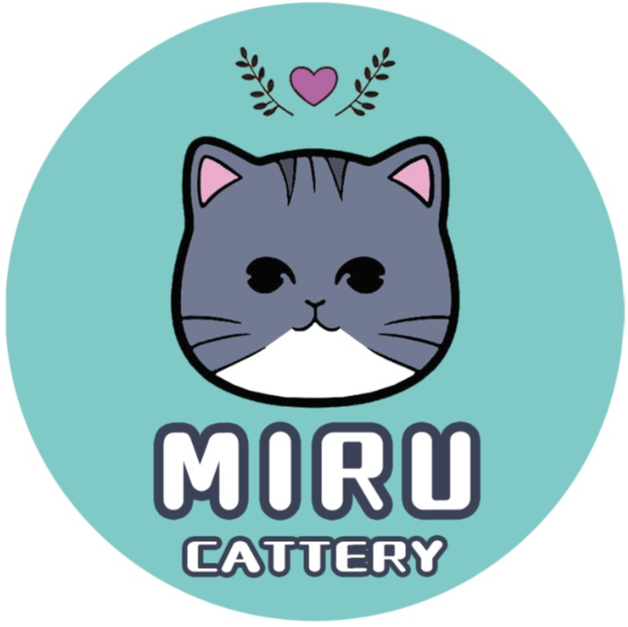 Scottish Persian Kitten (Male) For Sale