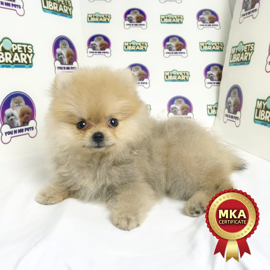 MKA Bichon Frise Puppy (Female) For Sale