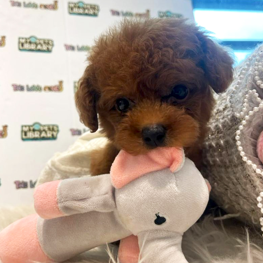 Tiny Toy Poodle Puppy