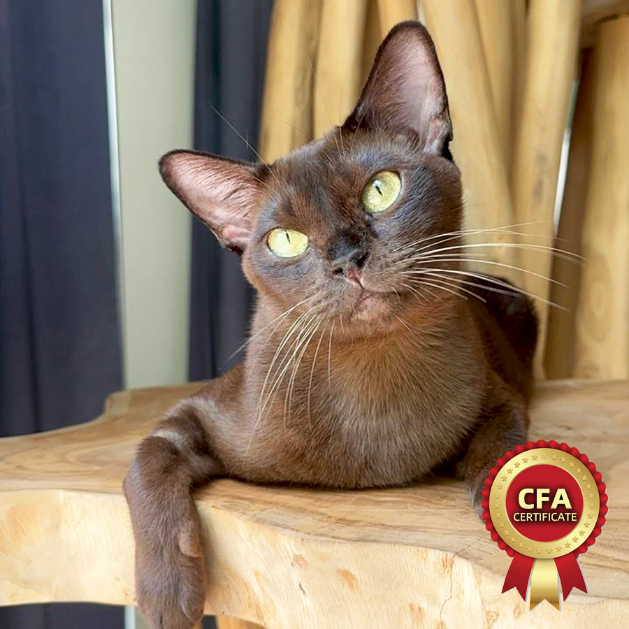 CFA European Burmese Kitten
