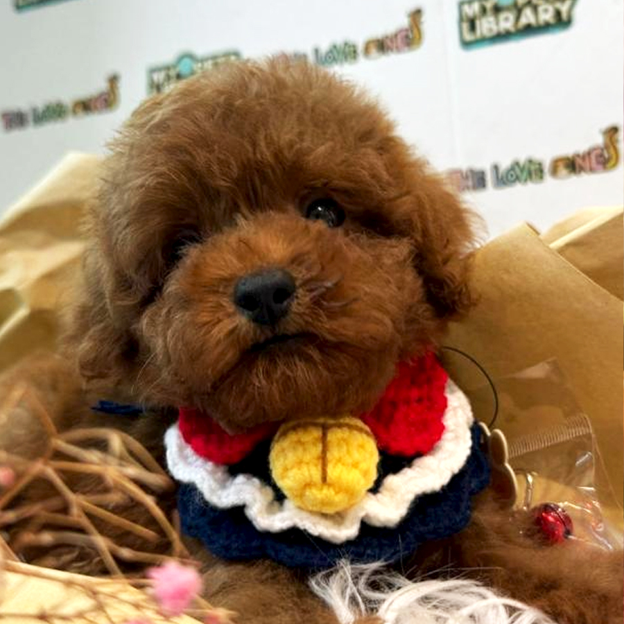 Poodle - Tiny
