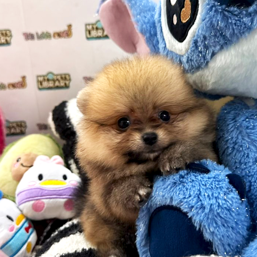Pomeranian - Tiny