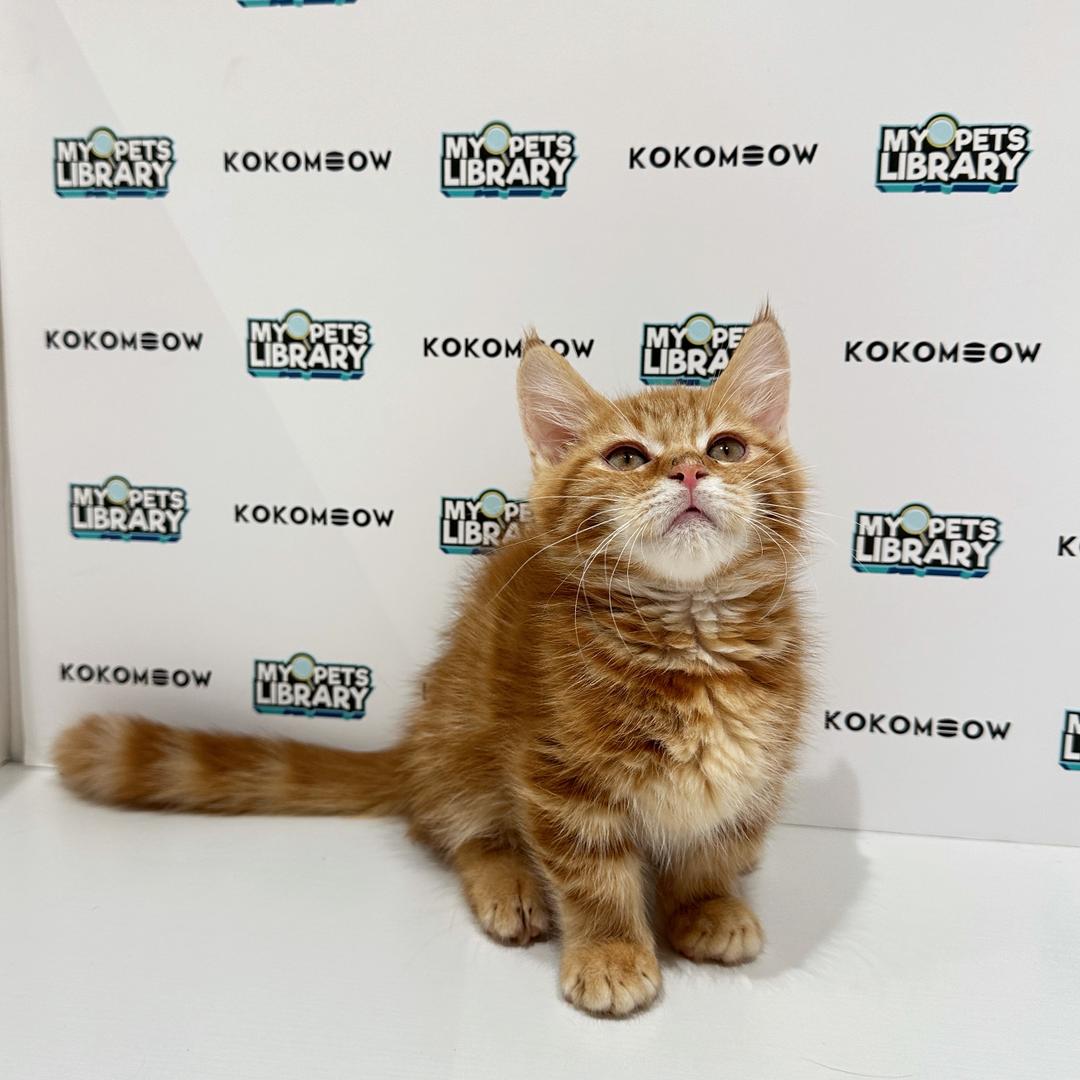 Short Leg Munchkin British Shorthair Kitten