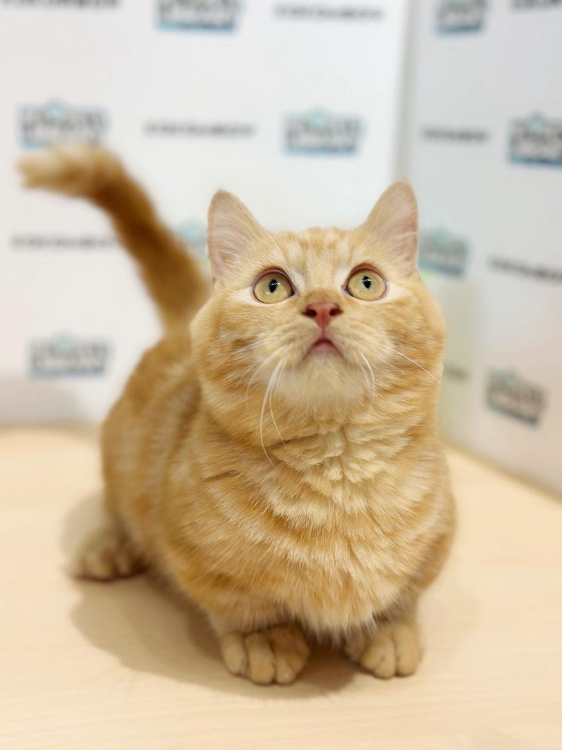 Munchkin BSH - Super Short