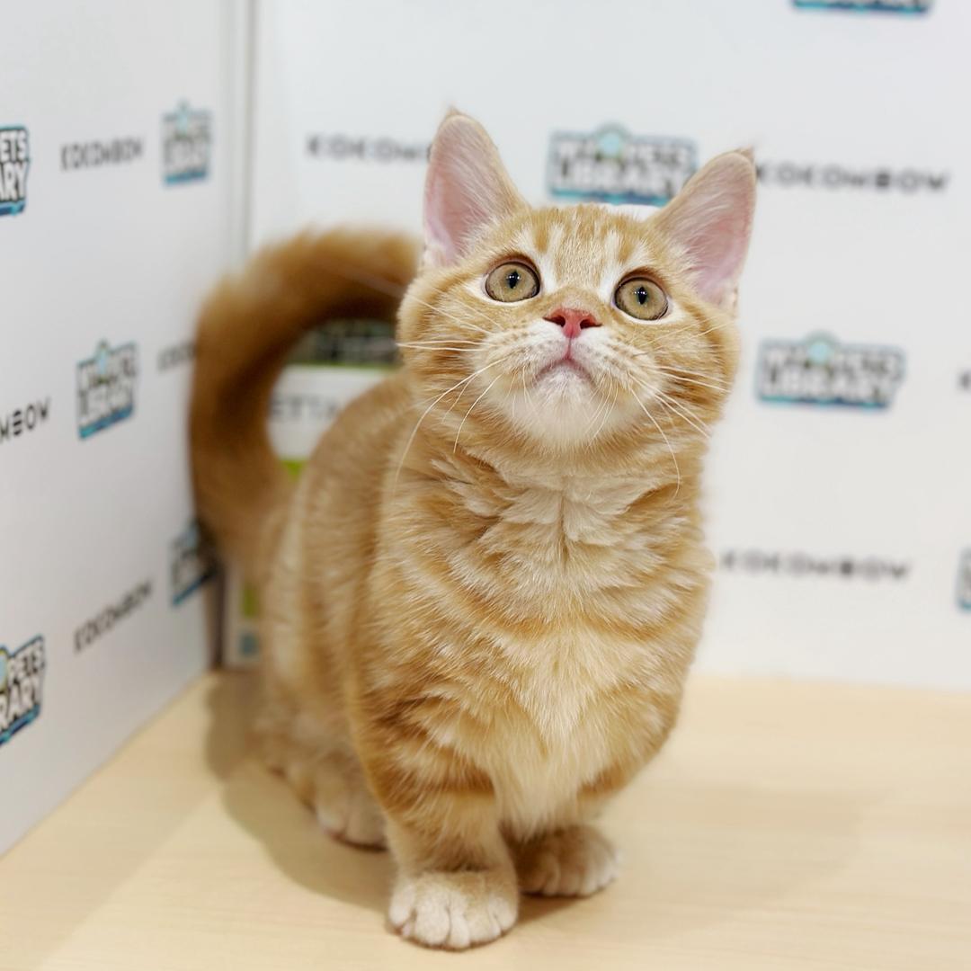 Munchkin BSH - Super Short