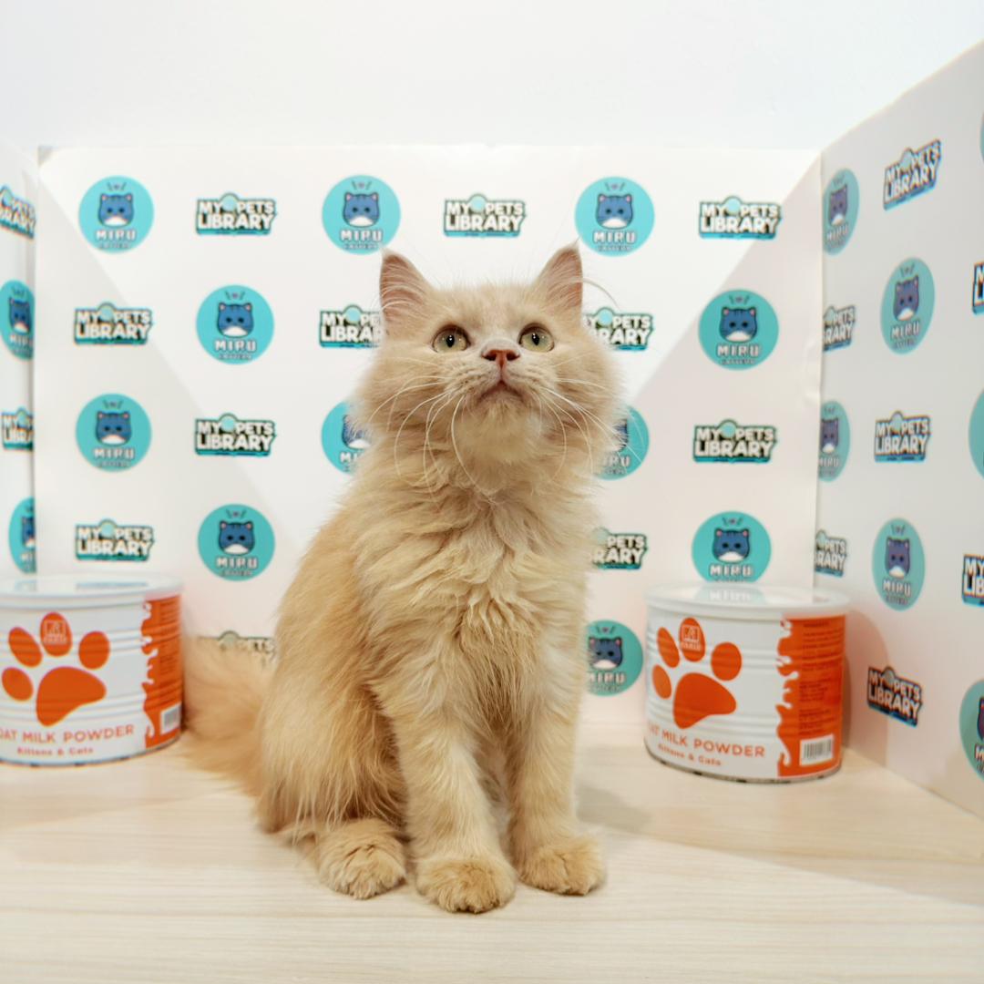 Turkish Angora Persian