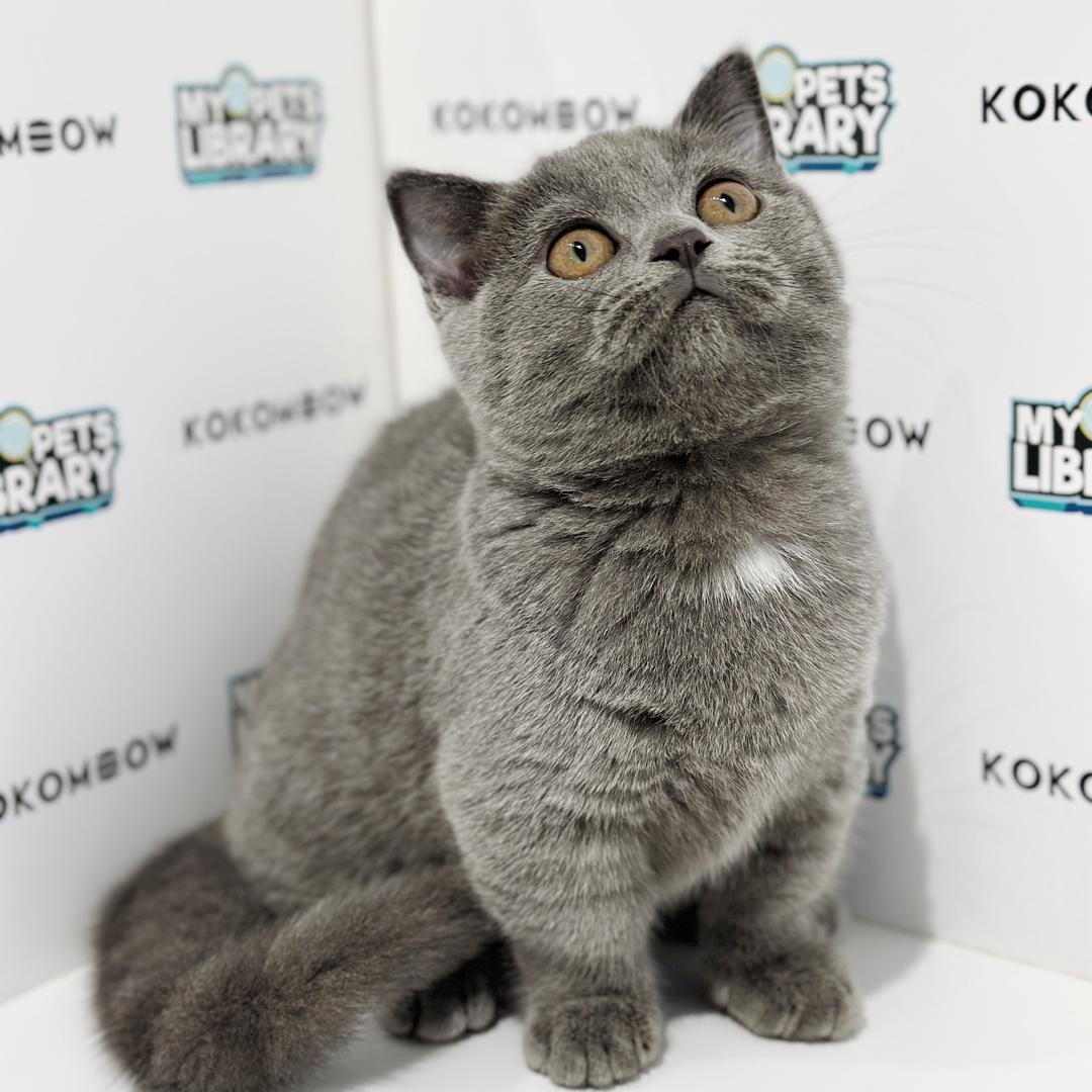 Munchkin BSH - Short