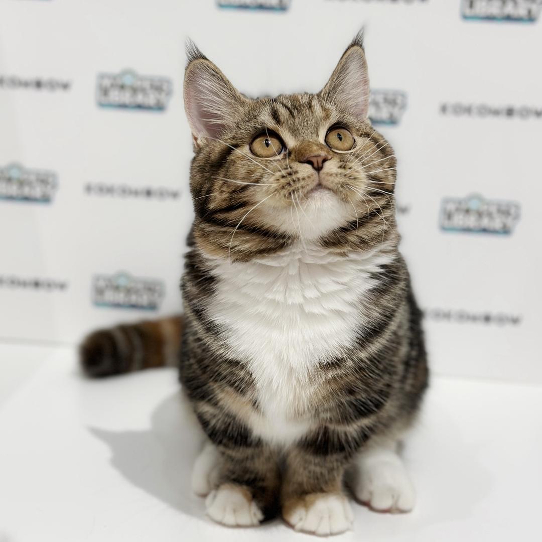 Munchkin BSH - Short