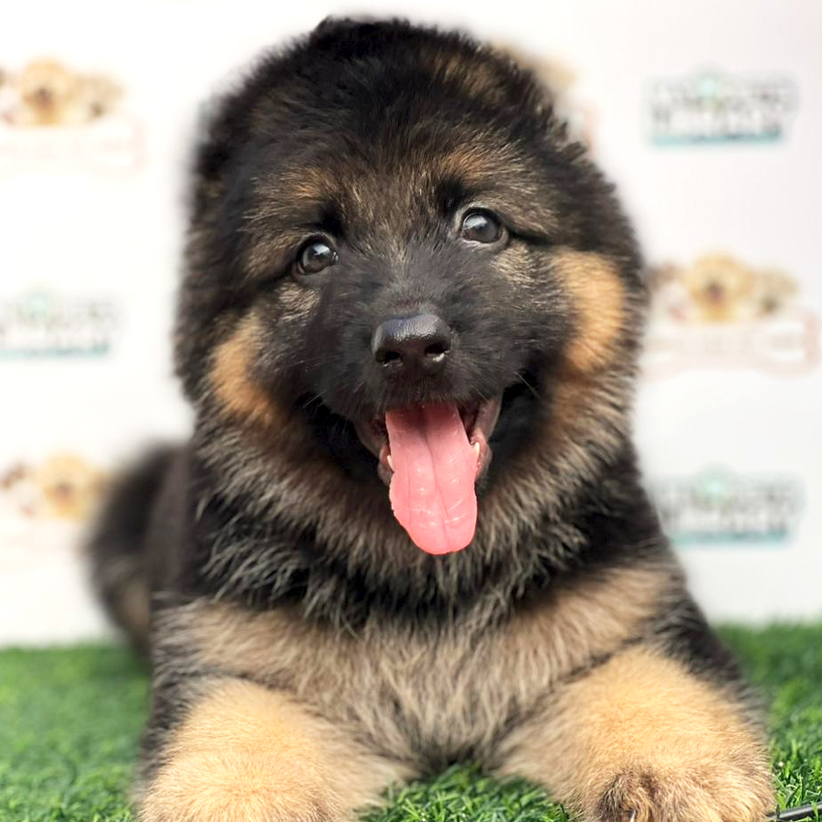 German Shepherd