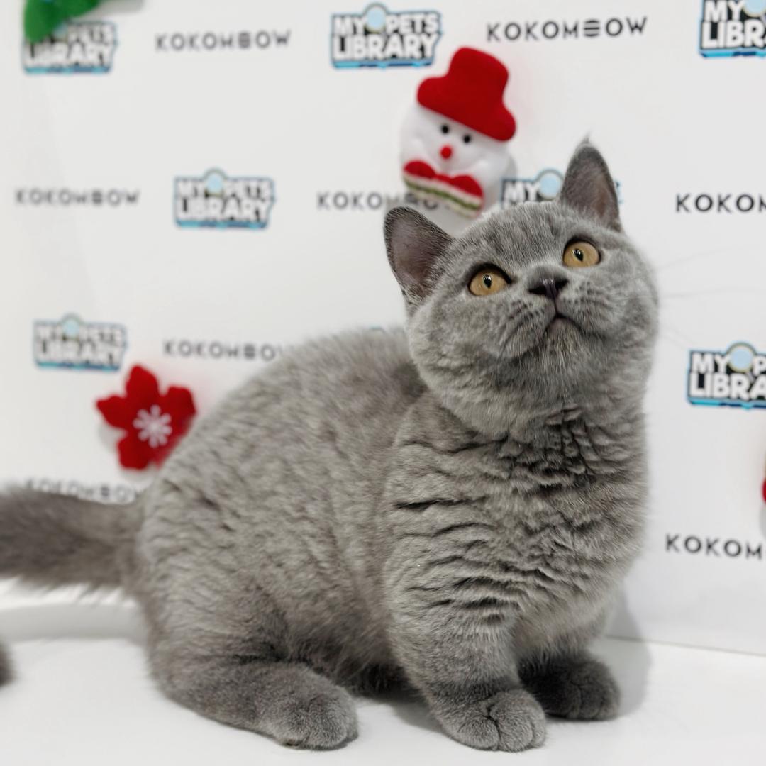 Munchkin BSH - Super Short