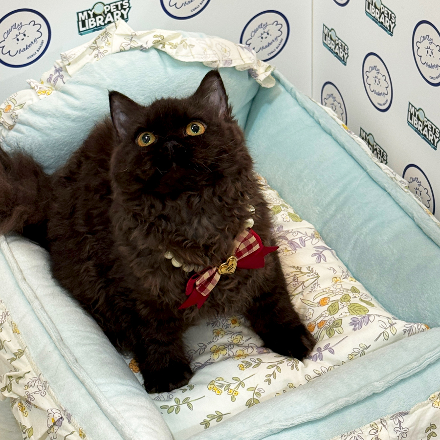 MypetsLibrary - Puppy & Cat Shop and Price in Selangor, Malaysia - Cat ...