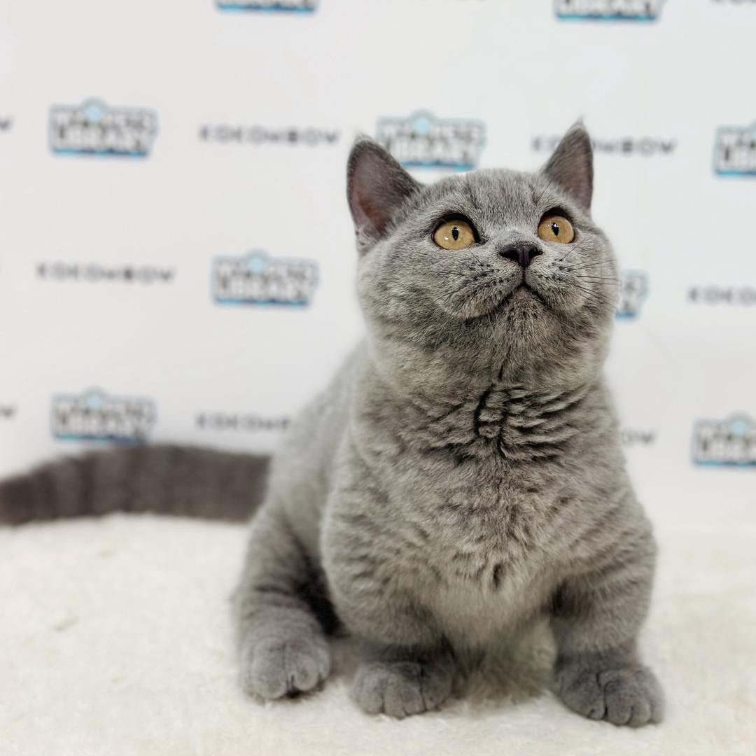 Munchkin BSH - Super Short