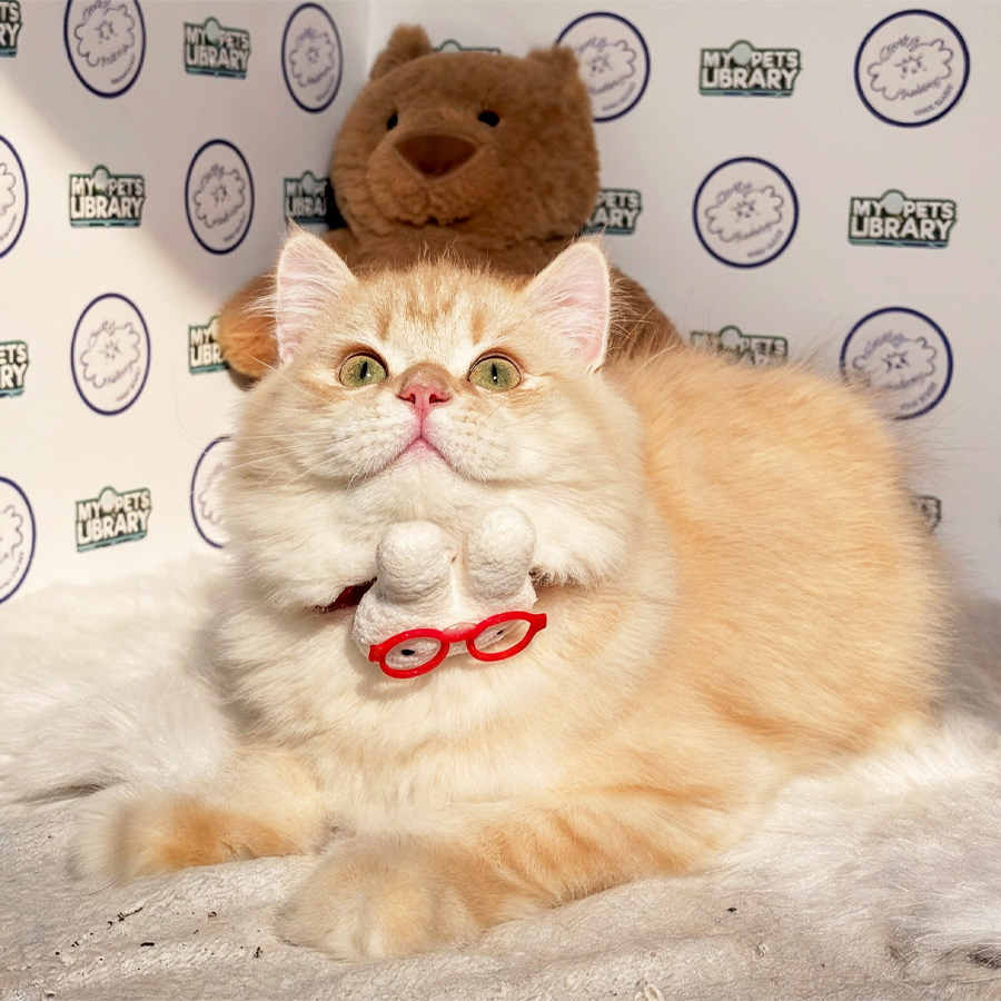 MypetsLibrary - Puppy & Cat Shop and Price in Selangor, Malaysia - Cat ...